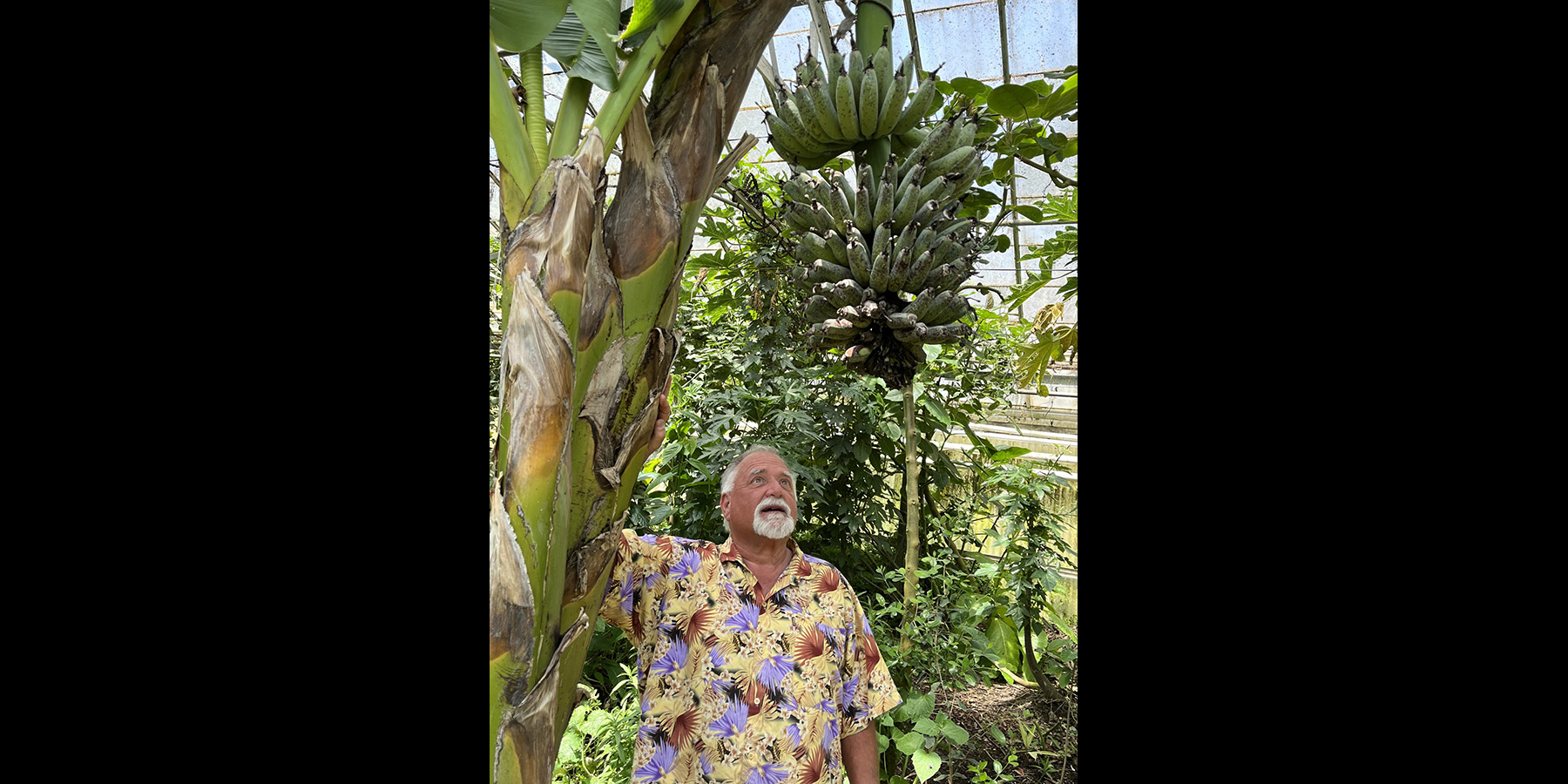 Farmer Dave Explains: Why Is It So Difficult to Find Organic Tropical ...